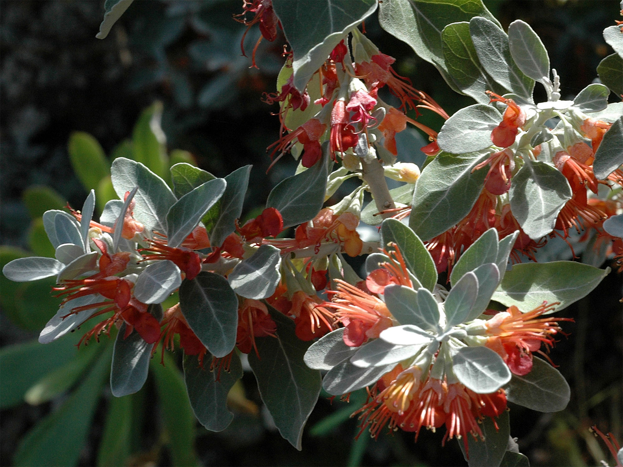 Jocama - Teucrium Heterophyllum - La Casa del Vino Tenerife